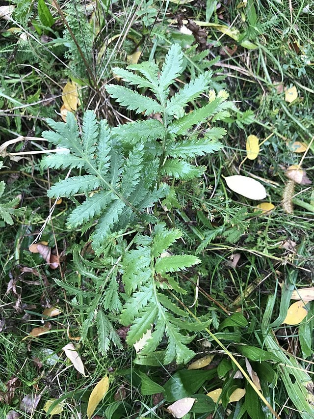 Tansy (Tanacetum vulgare) Identification Guide