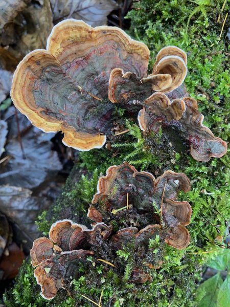 Turkey Tails (Trametes Versicolor)