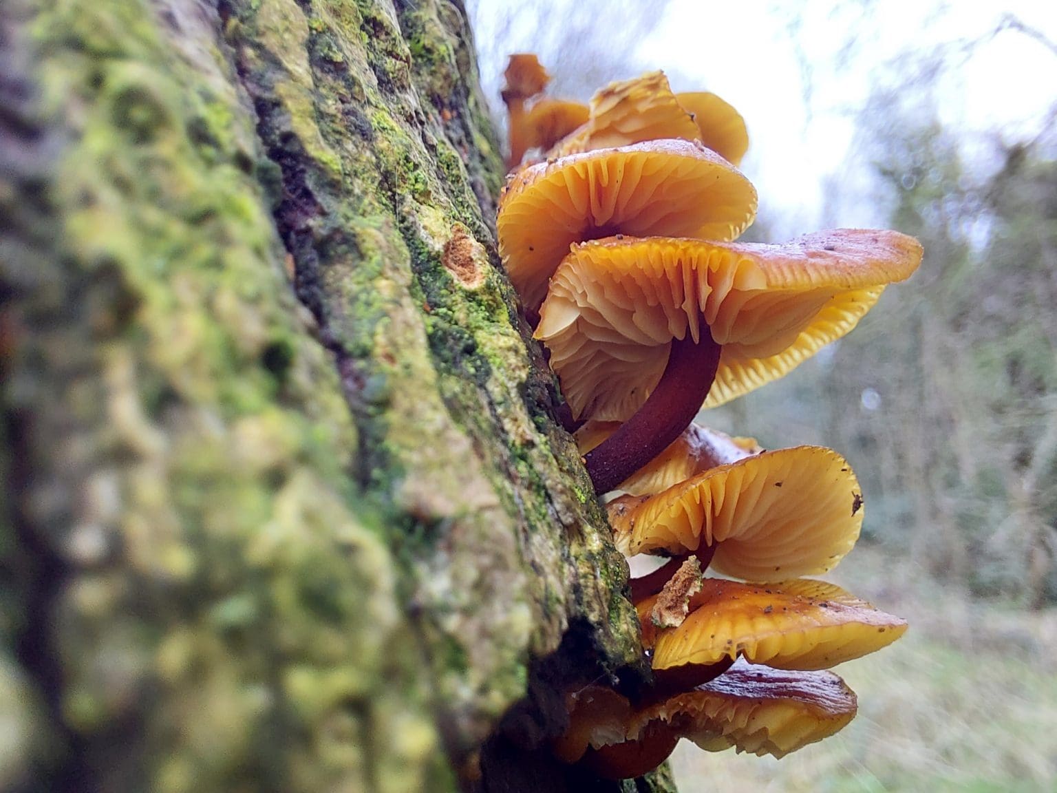 Common Hogweed (Heracleum Sphondylium) Identification