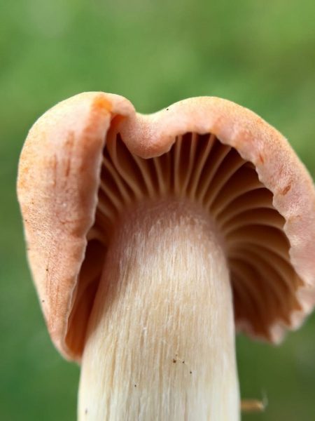 Waxcap mushrooms: A Great Introduction Guide