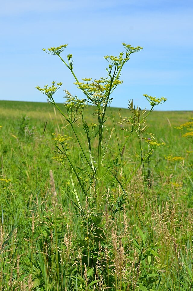 Wild Parsnip