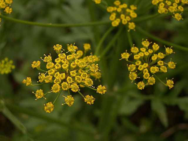 Wild Parsnip