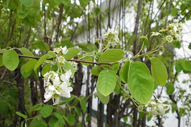 Wild Plum (Prunus domestica) Identification Guide