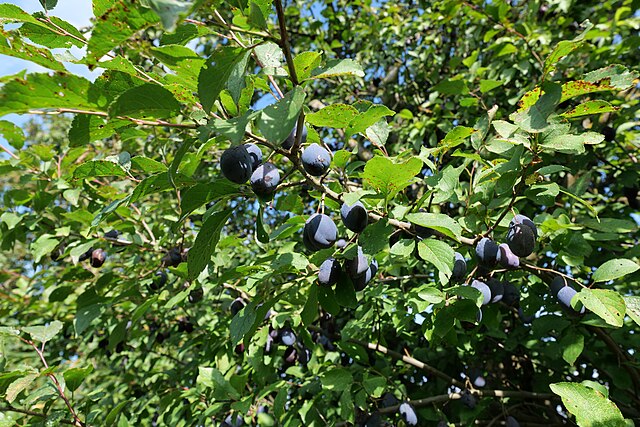 Wild Plum (Prunus domestica) Identification Guide