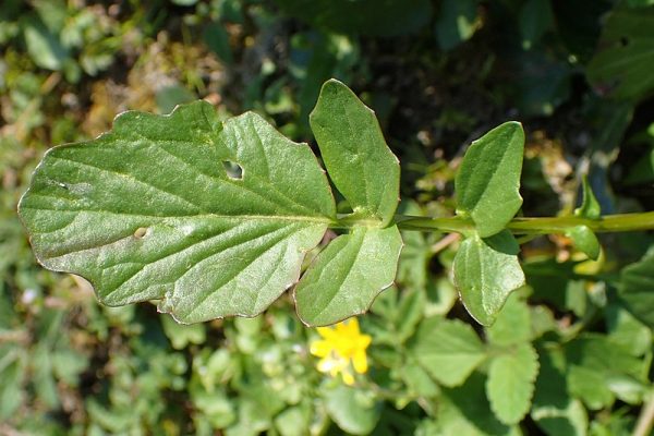 Wintercress (Barbarea vulgaris) Identification