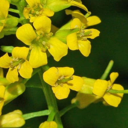 Wintercress (Barbarea vulgaris) Identification