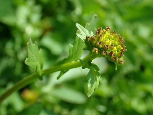 Wintercress (Barbarea vulgaris) Identification