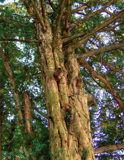 The Differences Between Yew and Firs