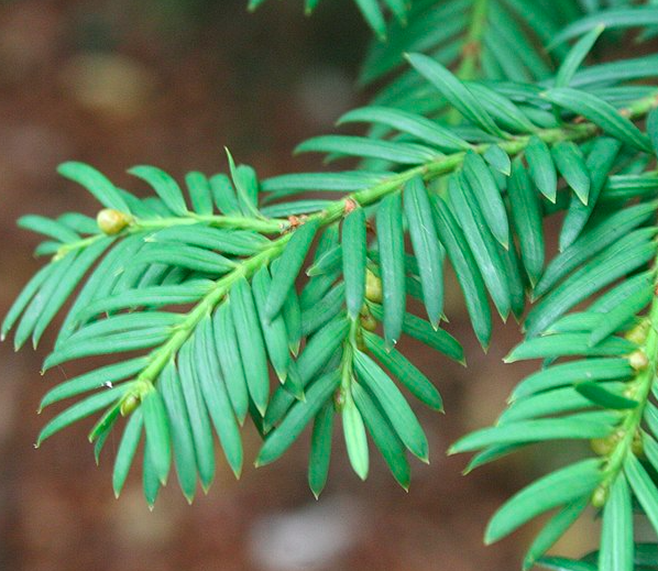 Grand Fir (Abies grandis) Identification