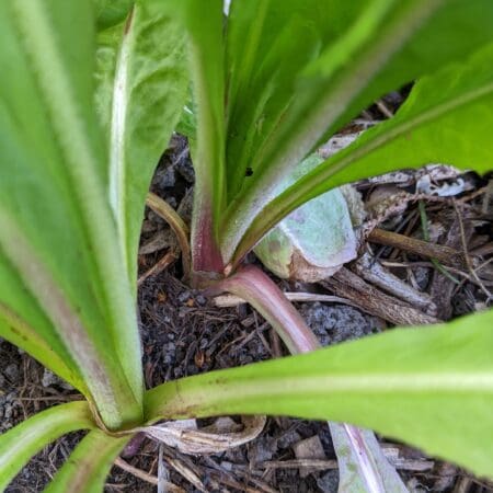 Chicory (Chichorium intybus) Identification