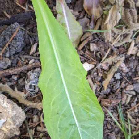 Chicory (Chichorium intybus) Identification