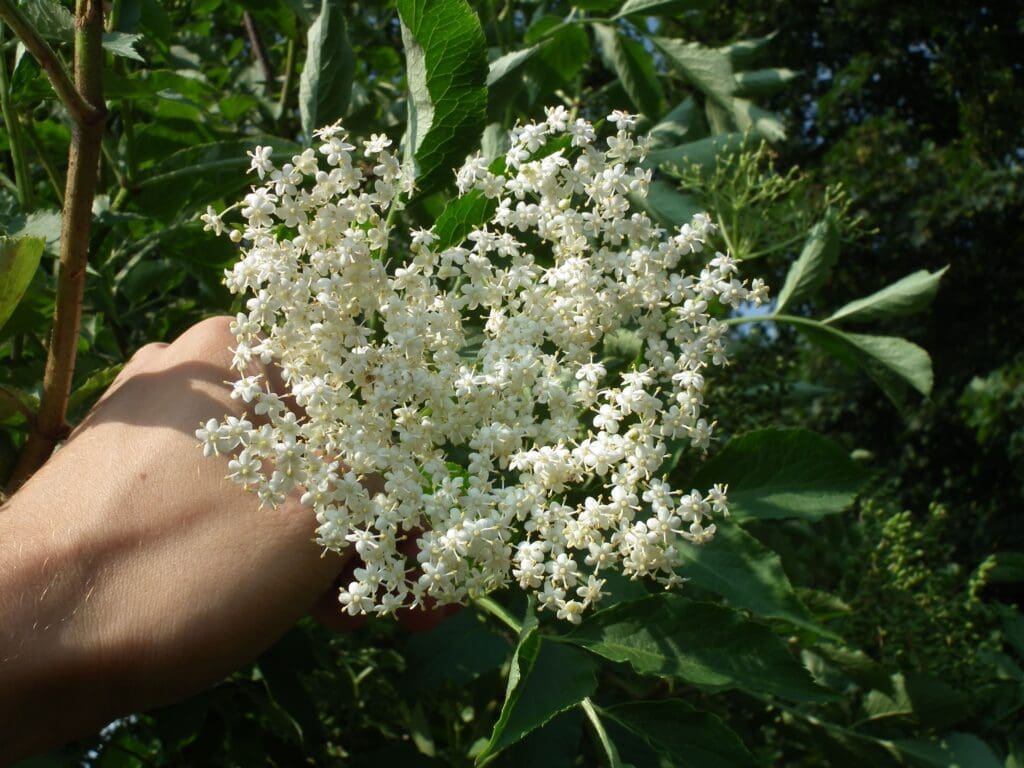 Common Hogweed (Heracleum Sphondylium) Identification