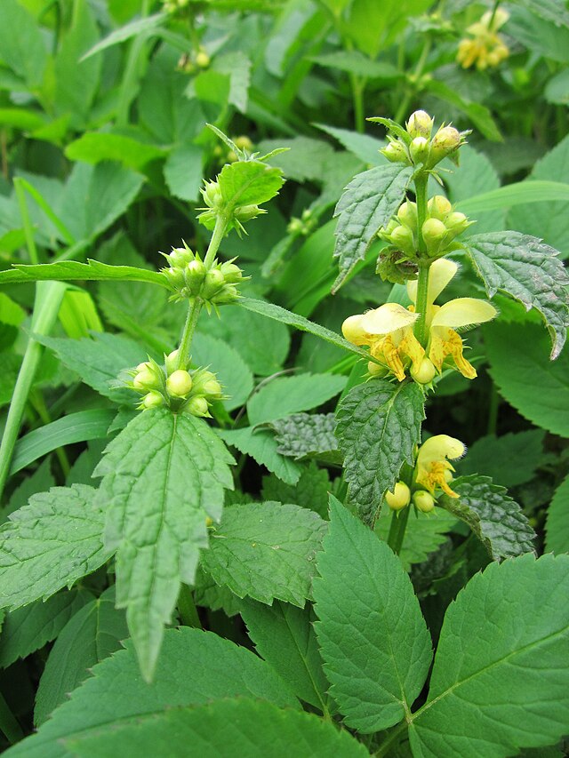 Yellow Archangel (Lamiastrum galeobdolon) Identification