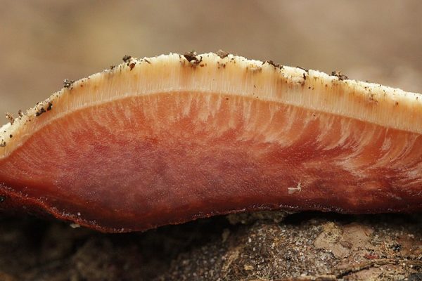 Beefsteak Fungus (Fistulina Hepatica) - Identification