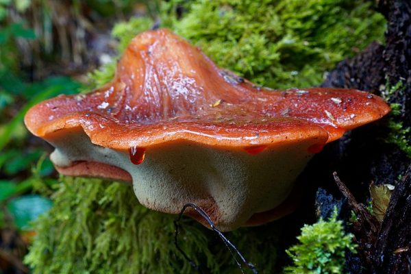 Beefsteak Fungus (Fistulina Hepatica) - Identification