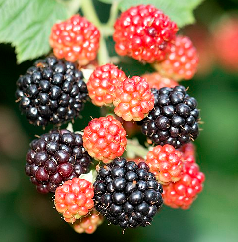 6 things to Forage in the Woods