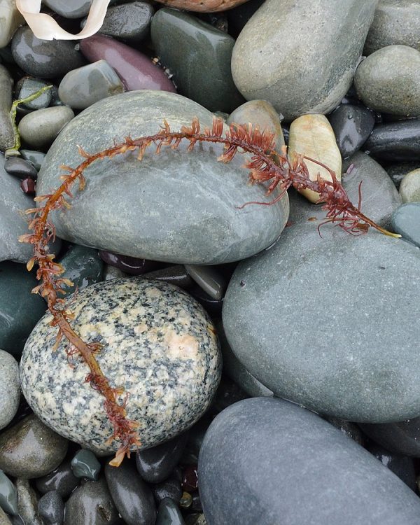 Foraging for Seaweed: Top In-Depth Guide for the UK