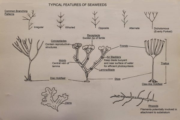 Foraging for Seaweed