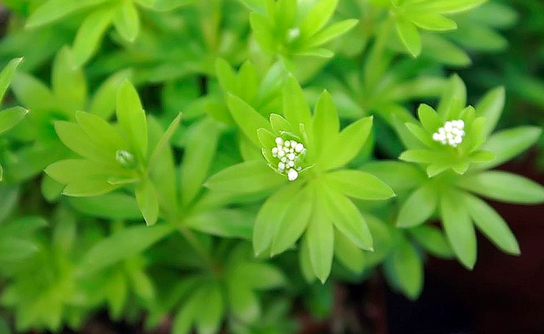 6 things to Forage in the Woods