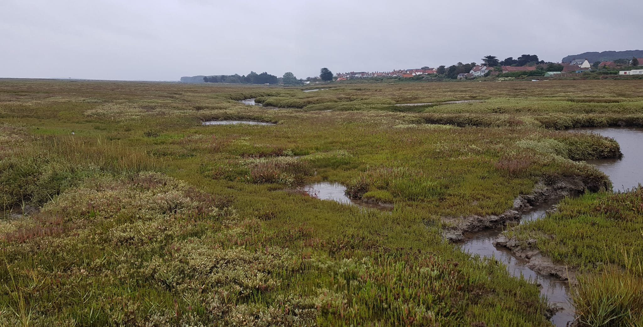 Salty Fingers (Disphyma crassifolium) Identification