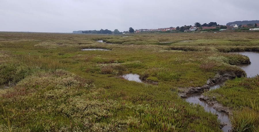 Bog Myrtle (Myrica gale) Identification