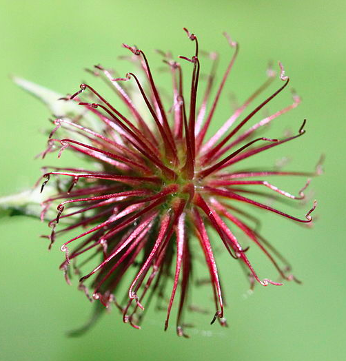 6 things to Forage in the Woods