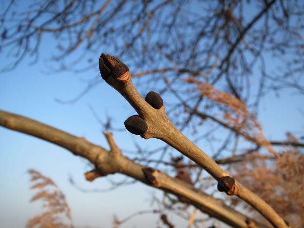 British Trees in Winter