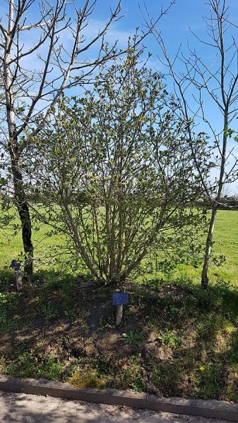 British Trees in Winter