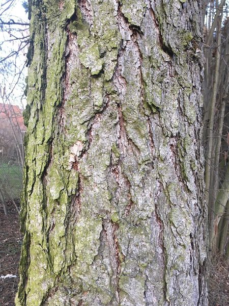 British Trees in Winter