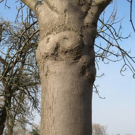 British Trees in Winter