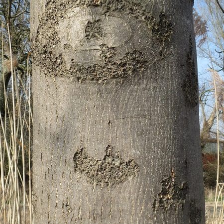 British Trees in Winter