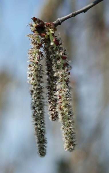 Quaking Aspen (Populus Tremuloides) Identification Guide