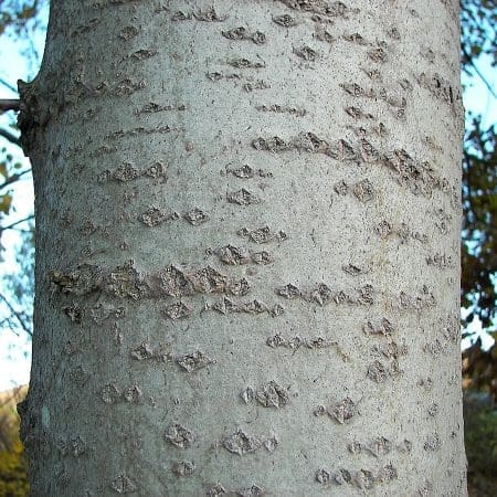 British Trees in Winter
