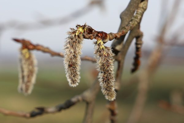 Quaking Aspen (Populus Tremuloides) Identification Guide