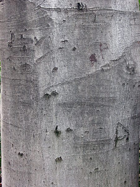 Beech Tree (Fagus sylvatica) Identification