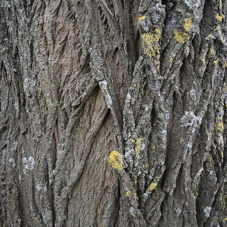 British Trees in Winter