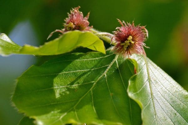 Beech Tree (Fagus sylvatica) Identification