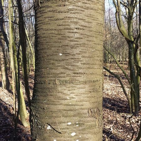 British Trees in Winter