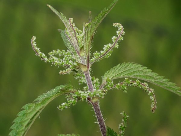 The Health Benefits of Foraging