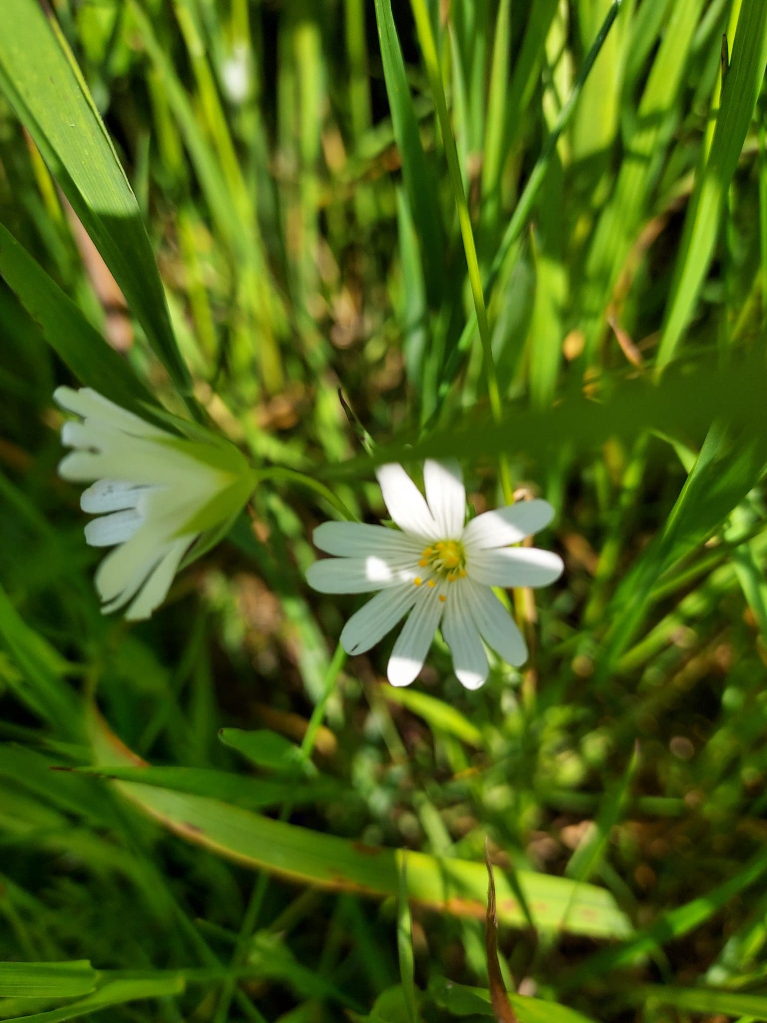 Lesser Stitchwort (Stellaria graminea)