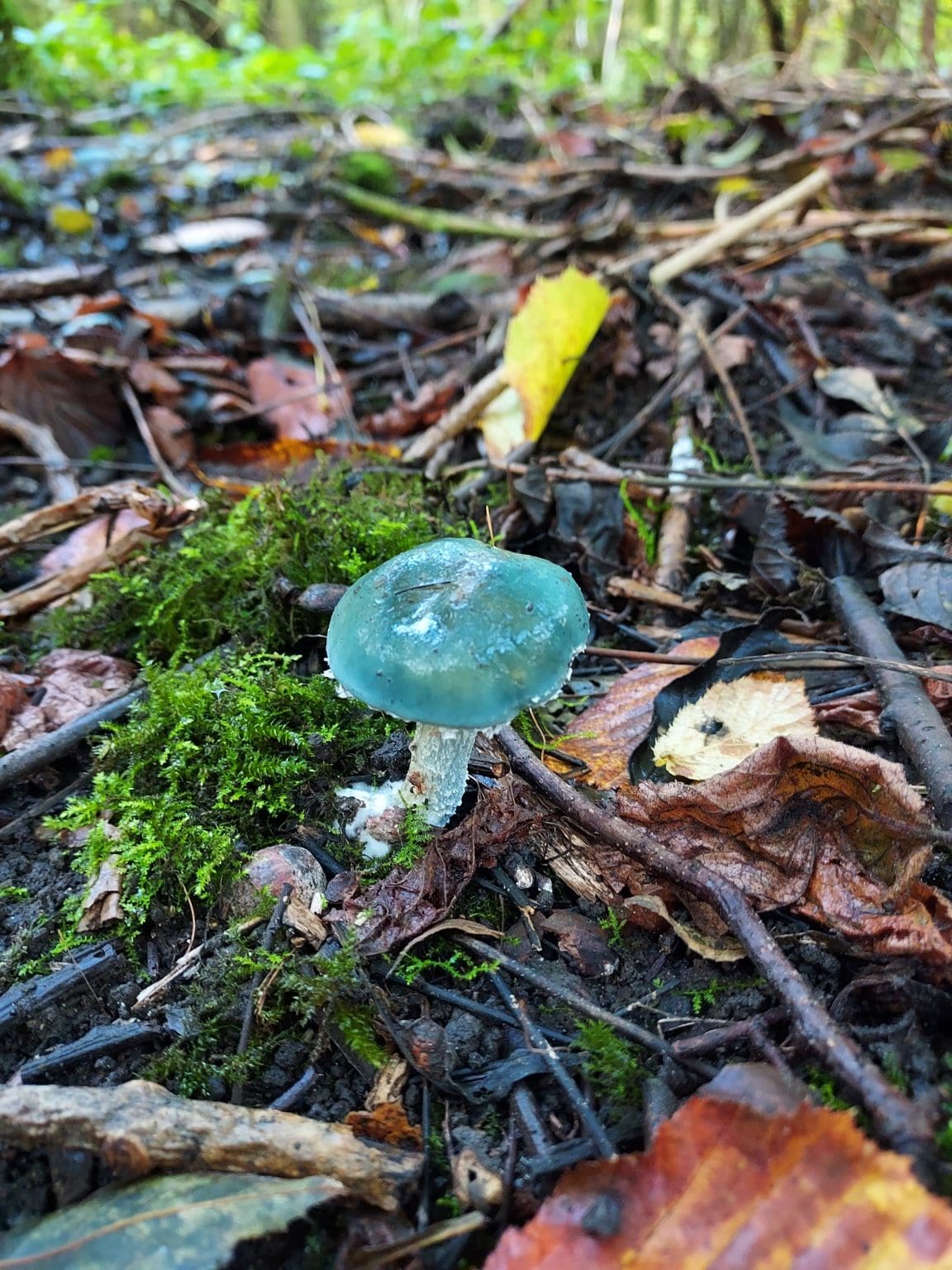 Ivory Funnel (Clitocybe Dealbata) Identification