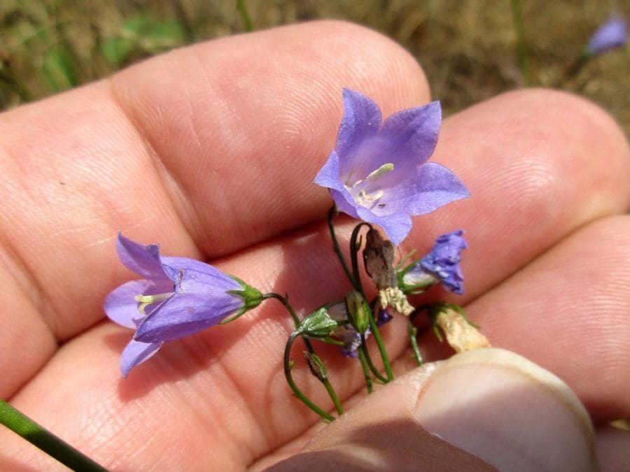 Harebell (Campanula rotundifolia) Identification