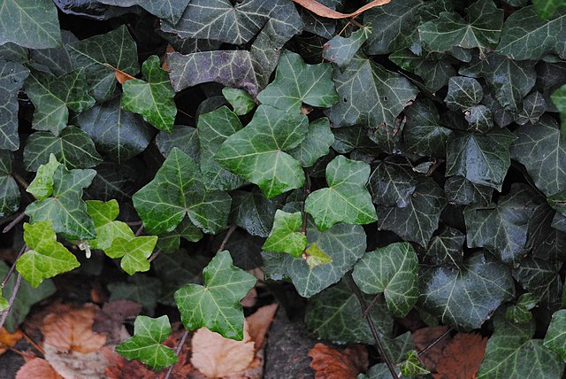Common Ivy (Hedera Helix) Identification Guide