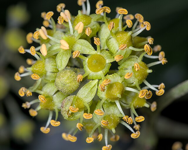 Common Ivy (Hedera Helix) Identification