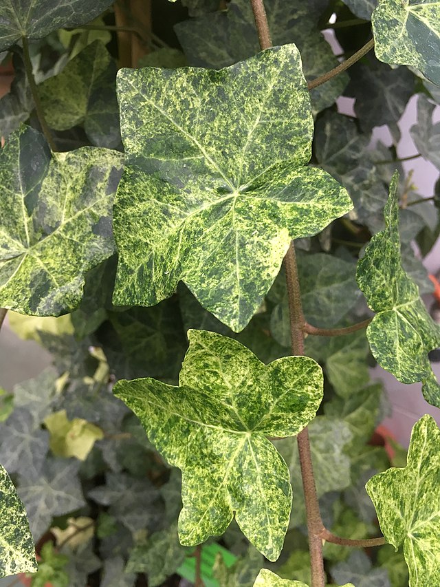 Common Ivy (Hedera Helix) Identification