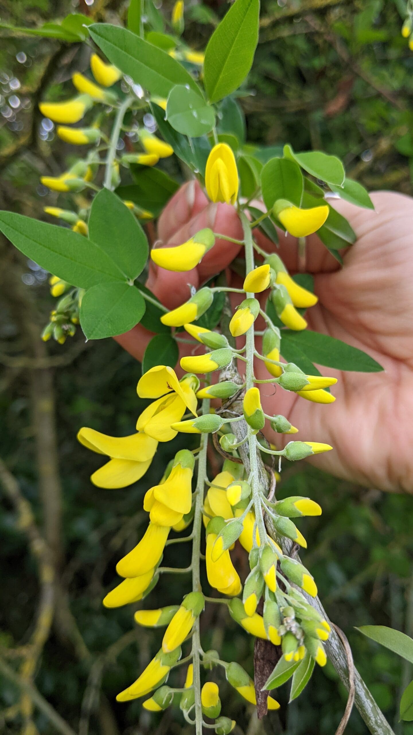 Laburnum (Laburnum anagyroides) Identification