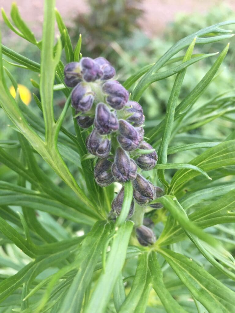 Monkshood (Aconitum napellas): A Great Toxic Plant to Learn