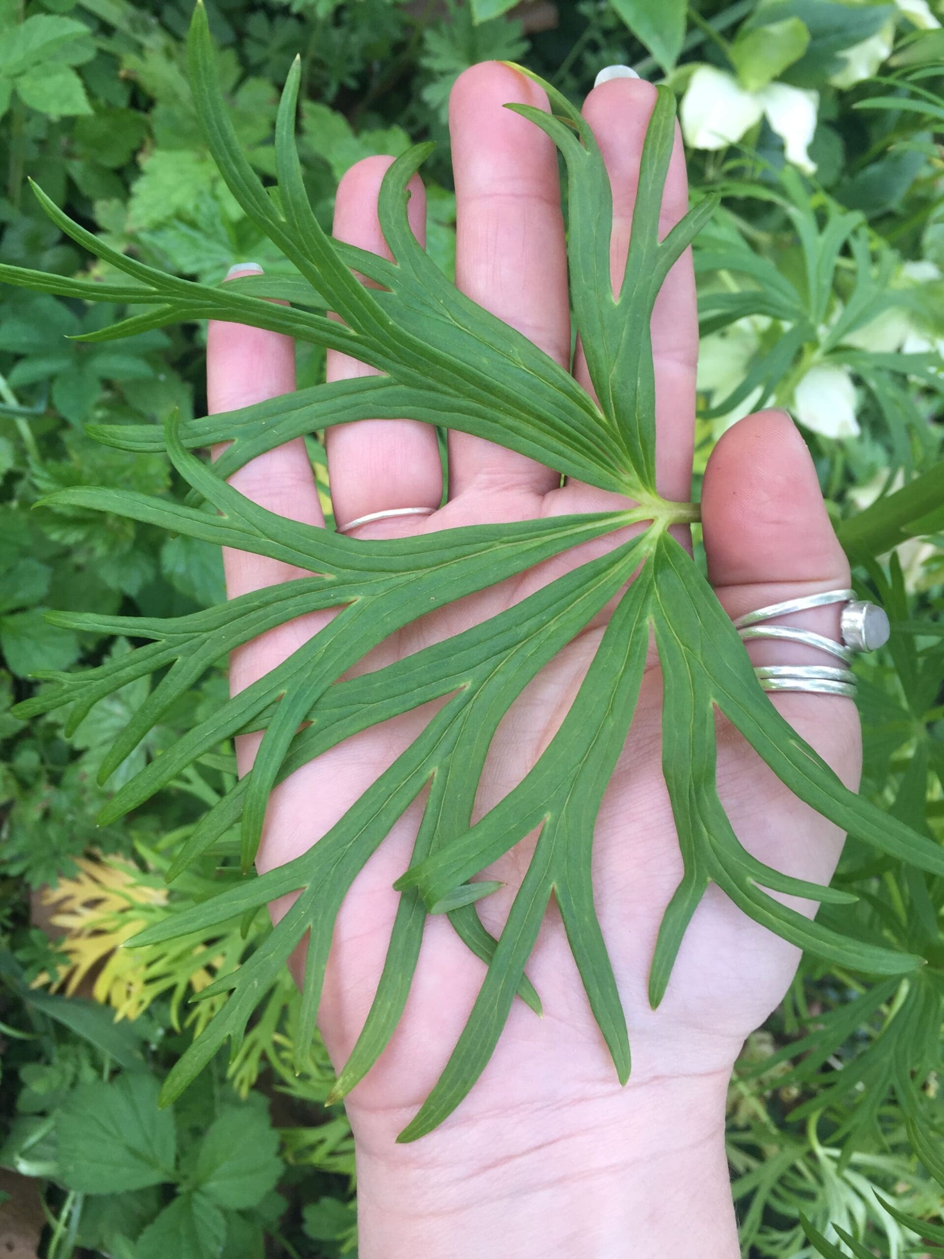 Monkshood (Aconitum napellas): A Great Toxic Plant to Learn
