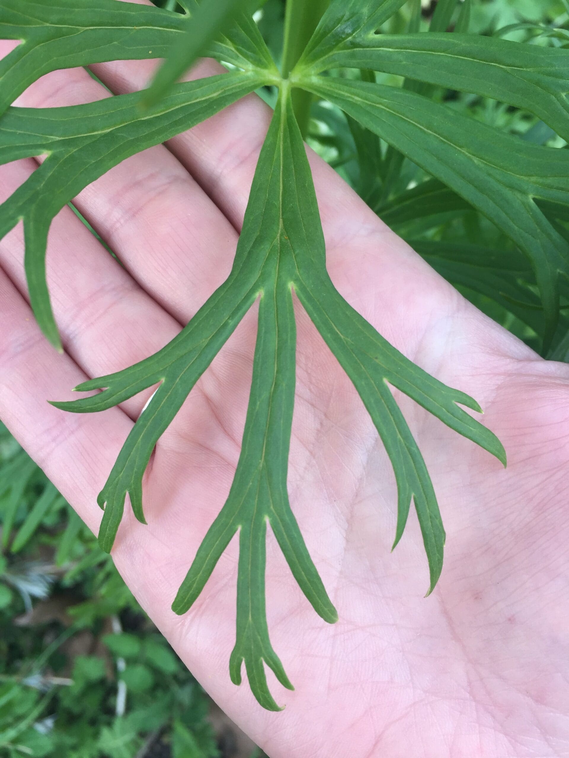 Monkshood (Aconitum napellas): A Great Toxic Plant to Learn
