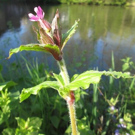 Red Campion (Silene dioica ) Identification
